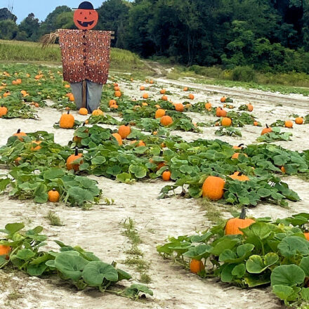 The 8 Best SC and NC Pumpkin Patches - Carolina Traveler