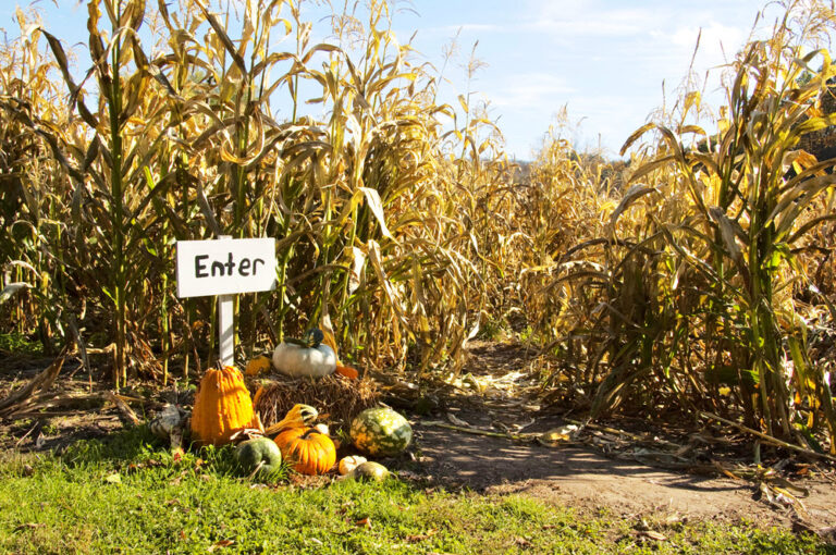 Wander Through These 2024 SC And NC Corn Mazes - Carolina Traveler