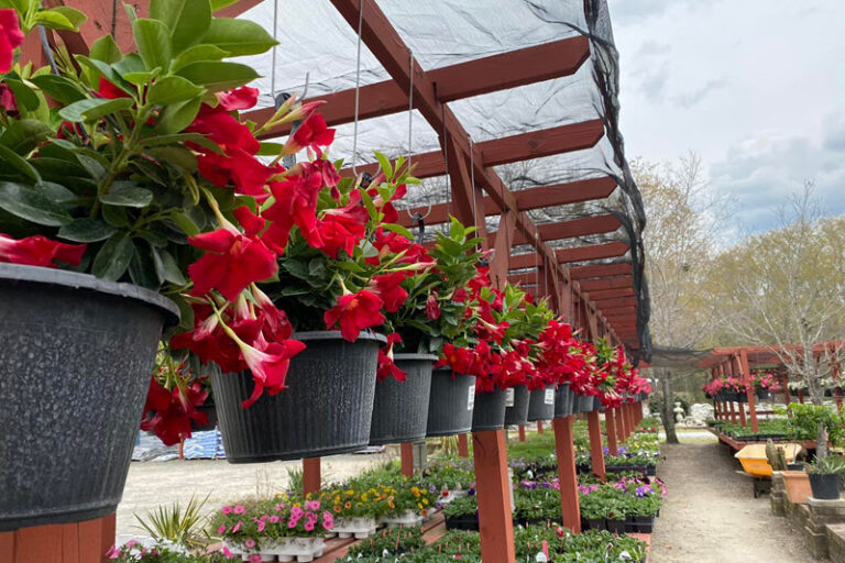 Sanford NC: A City For All Seasons - Carolina Traveler