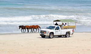 Exploring the Untamed Beauty: The Best Wild Horse Tour in Corolla ...