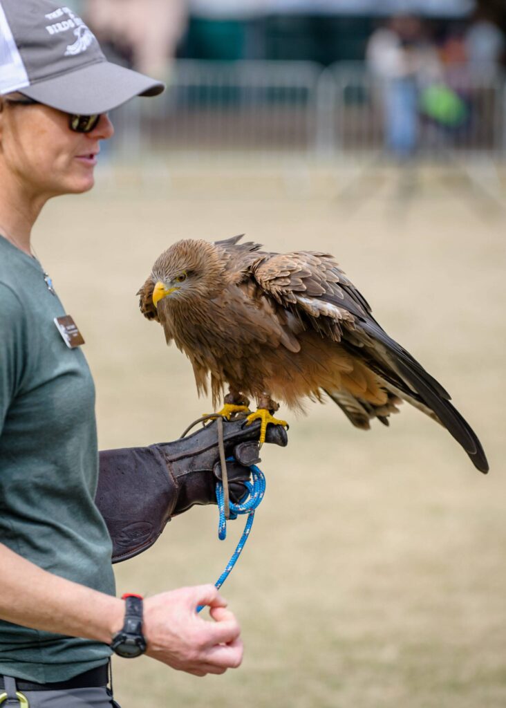 Southeastern Wildlife Exposition - Carolina Traveler