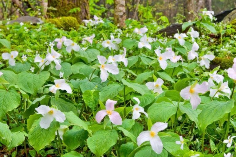 9 Places to See Rare Wildflowers Before They’re Gone - Carolina Traveler